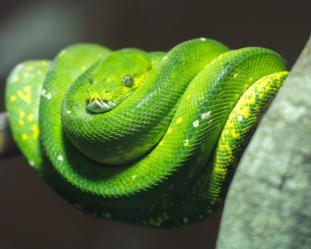 Python In A Weekend ZappyCode